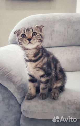 Шотландский вислоухий мальчик 3мес