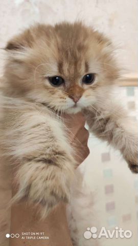 Шотландская длинношерстная кошечка