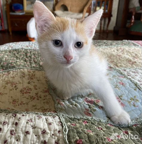 Котенок-мальчик в добрые руки