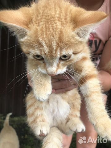 Котята рыжики