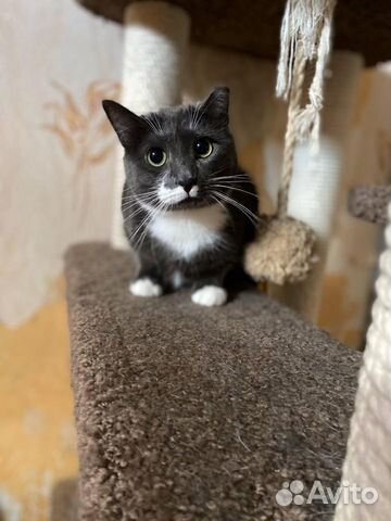 Отдам в добрые руки