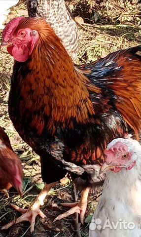 Петух породы Виандот