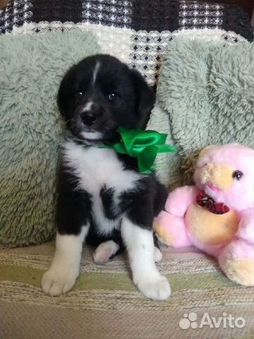 Щеночек в добрые руки