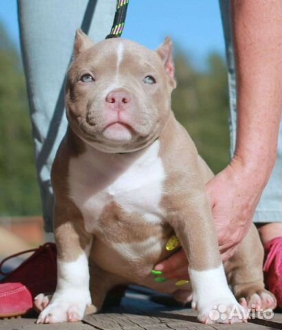 Американский булли