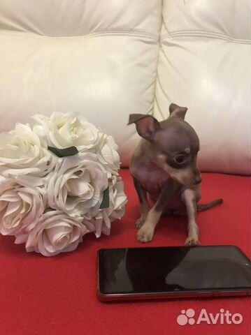 Мини той-терьер