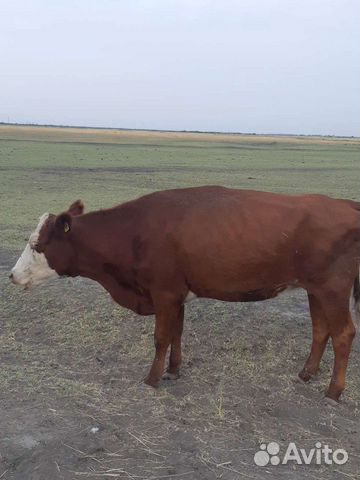 Продажа крс