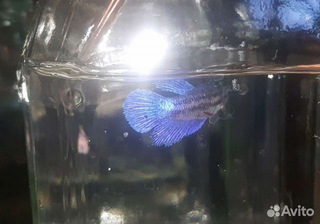 Петушки, улитки, анциструс, гуппи