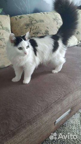 Отдам котика подростка