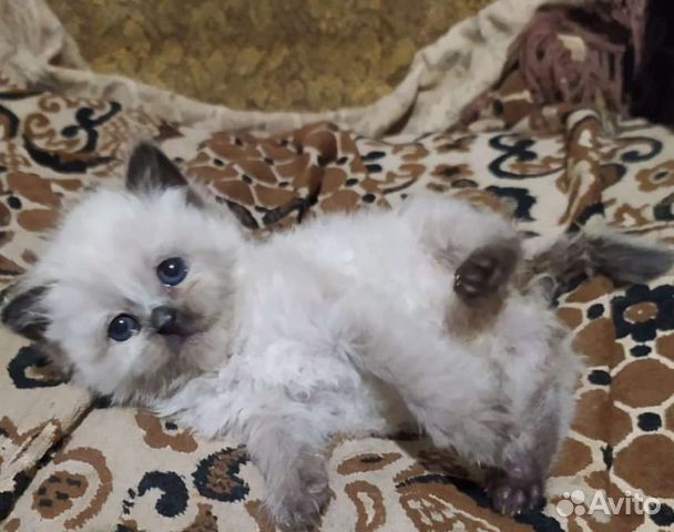 Котята в добрые руки бесплатно