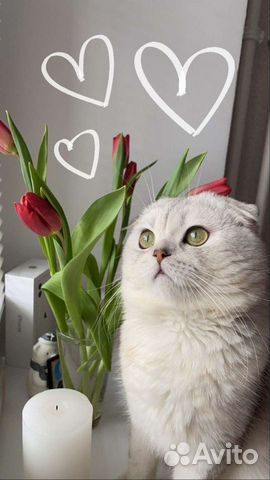 Кот