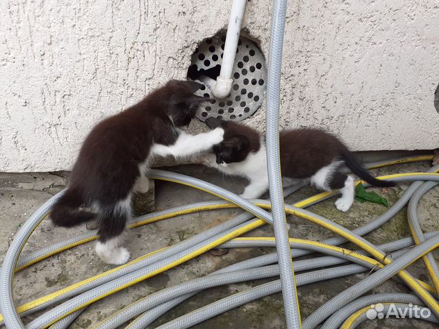 Котята в добрые руки даром