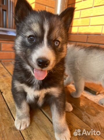 Сибирский хаски