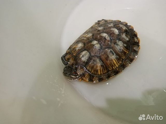 Черепаха в добрые руки