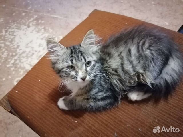 Кошка в дар