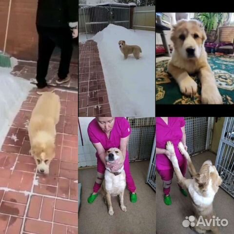 Щенок-подросток алабая в добрые руки