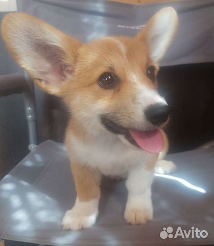 Вельш-корги пемброк