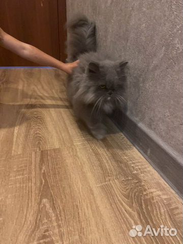Персидская кошка в добрые руки бесплатно