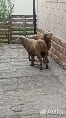 Баран на племя