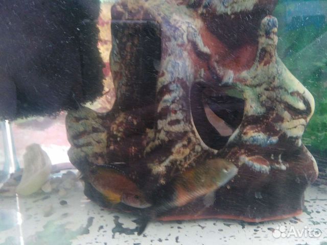 Рыбки озера таганьика