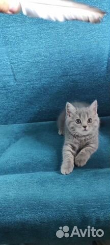 Британский котёнок