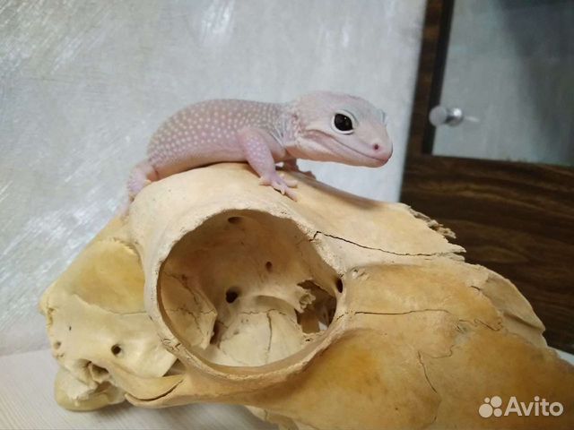 Эублефар близзард