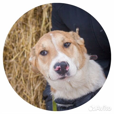 Ларс - пёс, который принесёт удачу и радость