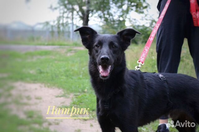 Небольшой черныш Патрик из приюта