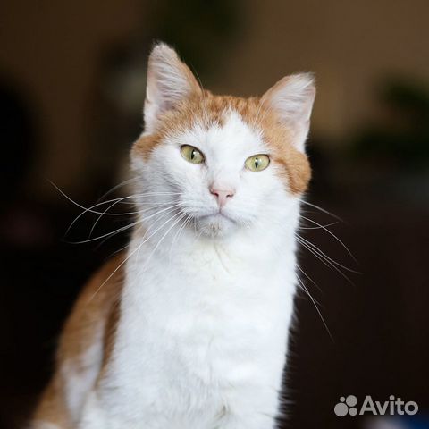 Мегасладкий Сахарок В Дар В Добрые Руки