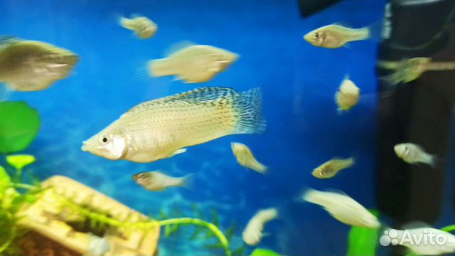 Моллинезия снежинка