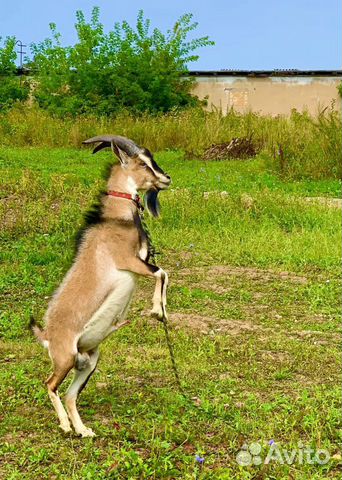 Камерунские козы пара