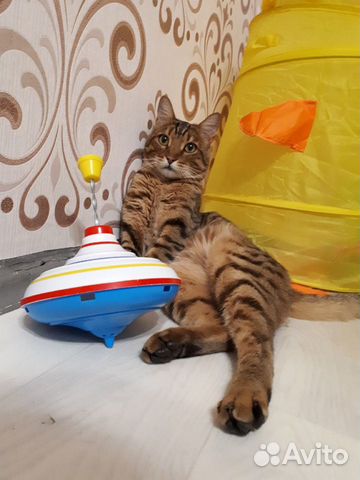 Отдам кота в добрый руки, смесь бенгала