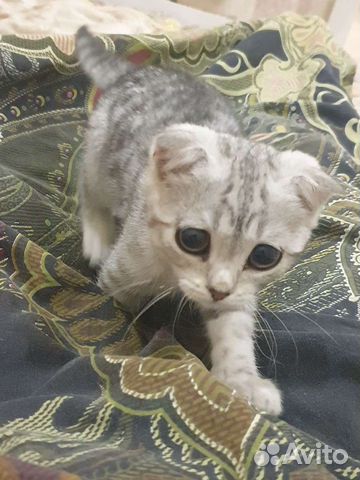 Шотландский котенок скоттиш страйт