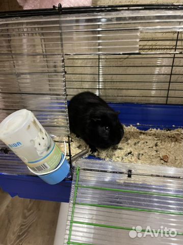 Морская свинка отдам в хорошие руки