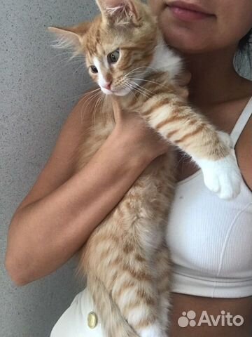 Рыжий котенок мальчик