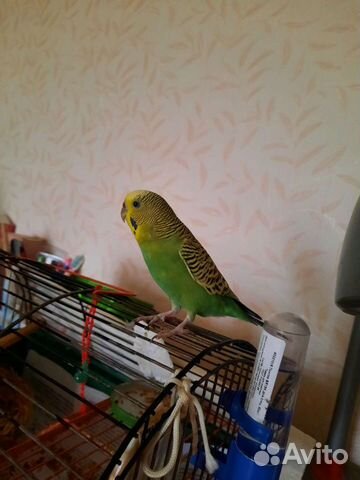 Волнистый попугай бесплатно