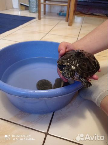 Морская черепашка