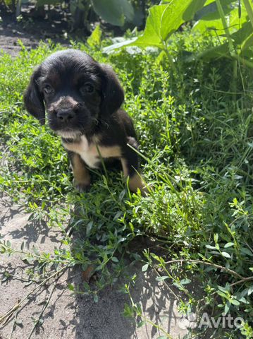 Щенок(девочка) кокер спаниель