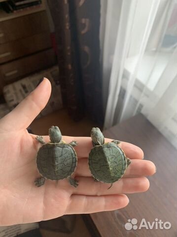 Отдам черепах бесплатно