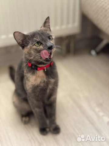 Курносая кошка Корица ищет семью