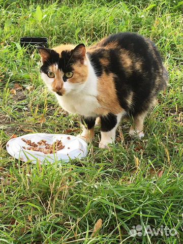 Стерилизованная кошечка