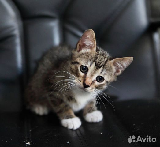 Котенок мальчик