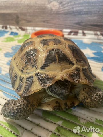 Черепаха сухопутная