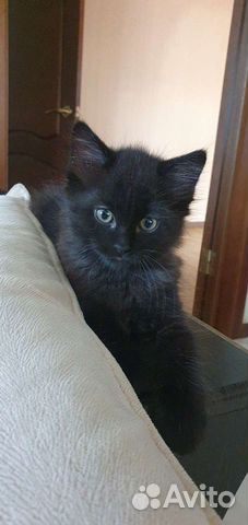 Черный котенок