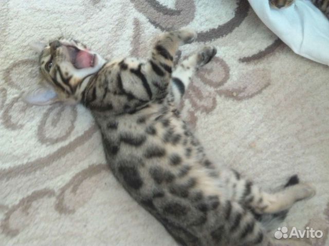 Бенгальская кошка