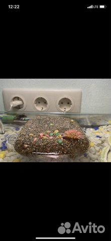 Черепаха с аквариумом