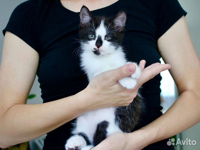 Котёнок Чарли Ищит Дом