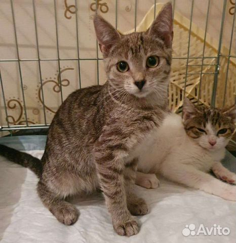 Котенок живет в клетке.Спасите его детство