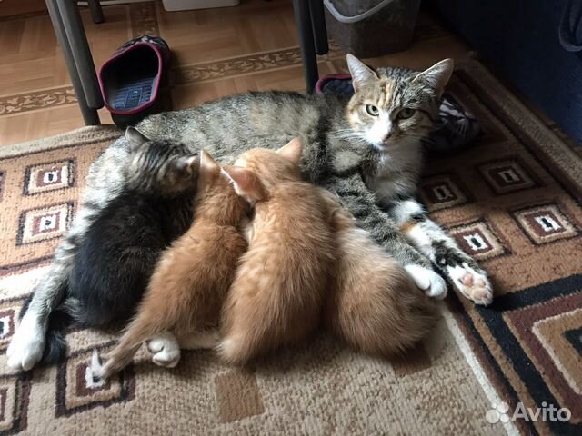 Отдам в добрые руки котят