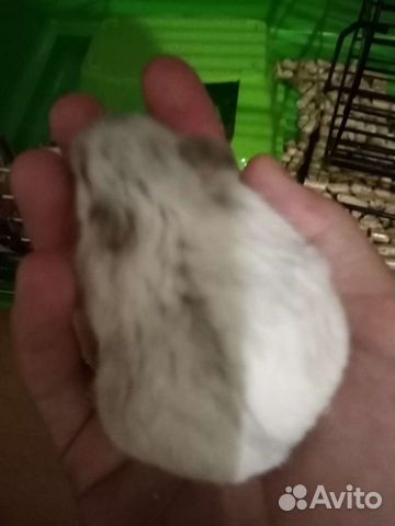 Джунгарский хомяк