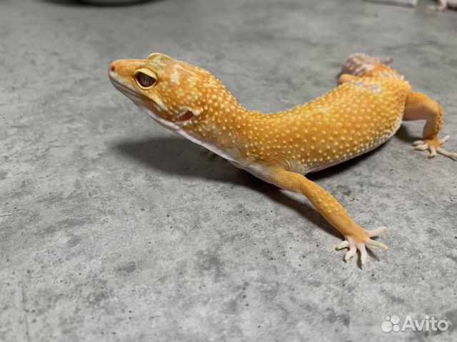 Эублефар взрослая самка